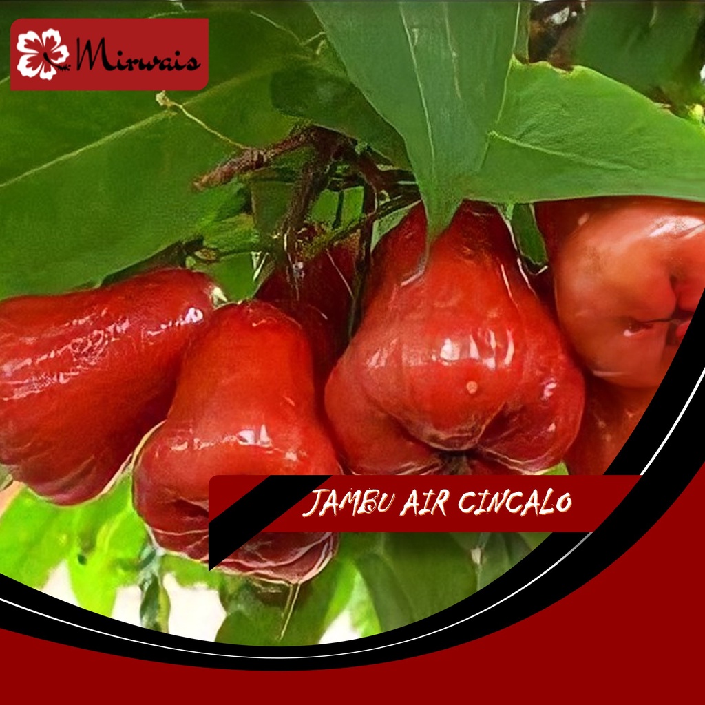 Jual Pohon Jambu Air Cincalo (60-70cm) - (Mirwais) | Shopee Indonesia