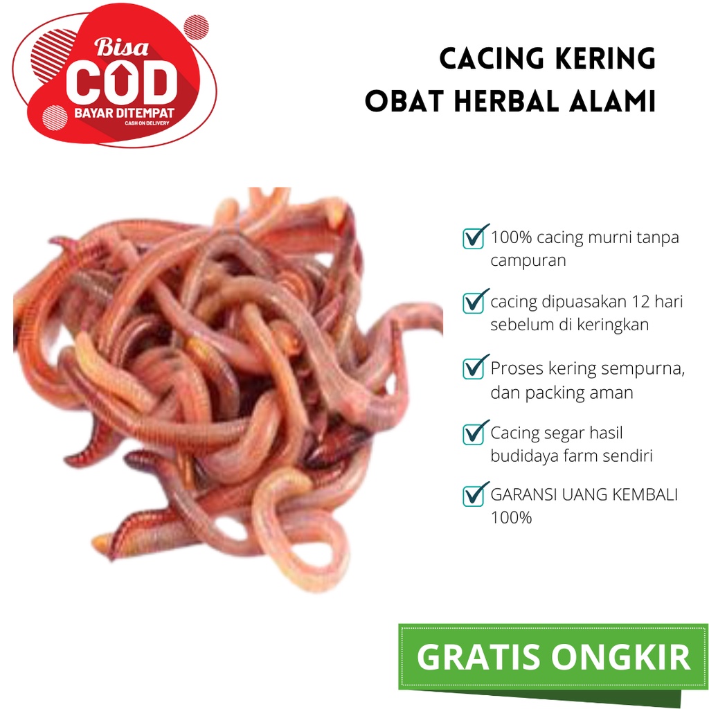 Jual Cacing tanah obat herbal alami untuk tipes tifus typhus | Shopee ...