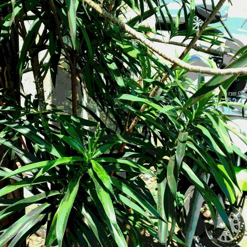 Jual Stek batang tanaman daun suji/pandan warna (Dracaena angustifolia ... Jual Stek batang tanaman daun suji/pandan warna (Dracaena angustifolia ...