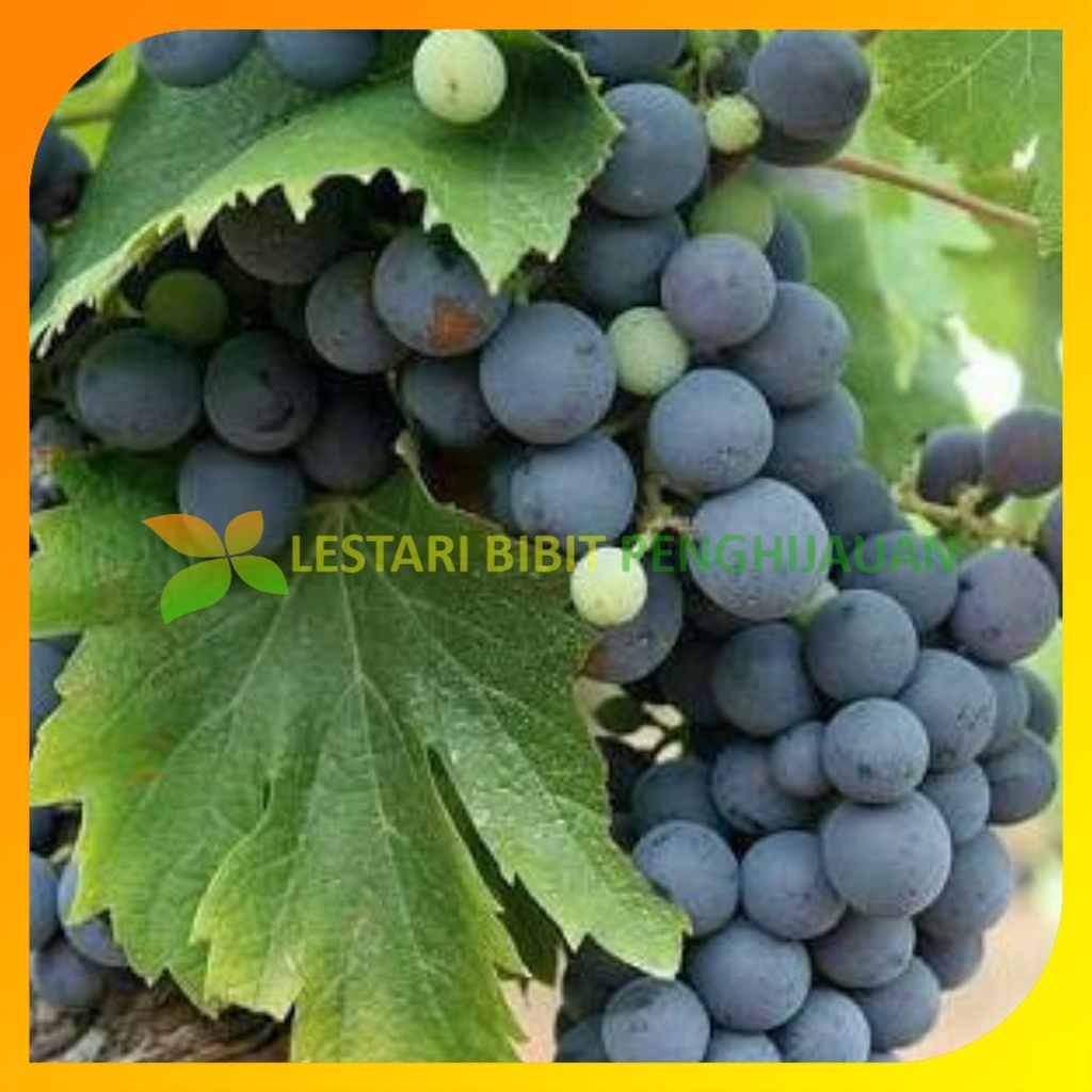 Jual Bibit Anggur Caroline Black Rose Original | Shopee Indonesia