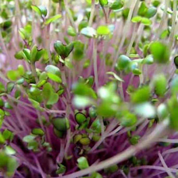 Jual Benih Microgreen - Microgreens Red Choy Sum ( 100 Grm ) | Shopee ...