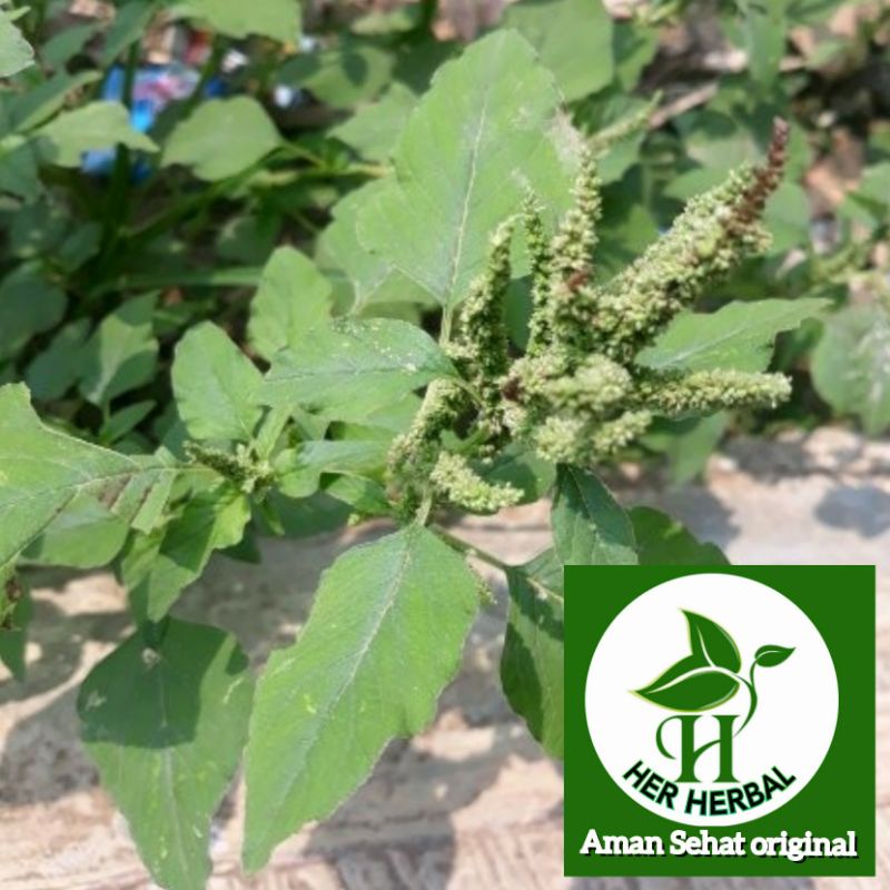 Jual Daun bayam liar hutan segar fresh petik | Shopee Indonesia