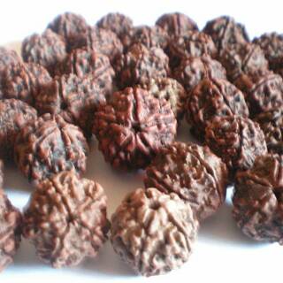 Jual BIBIT TANAMAN KAYU JENITRI TANAMAN POHON KAYU JENITRI KAYU TASBIH ...