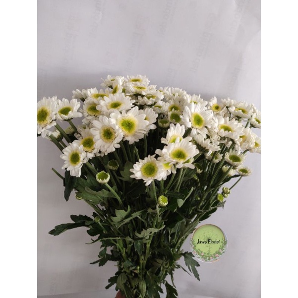 Jual Bunga Aster Puma | Shopee Indonesia