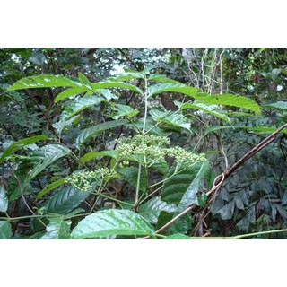 Jual Daun Mali-mali ( Leea indica) | Shopee Indonesia