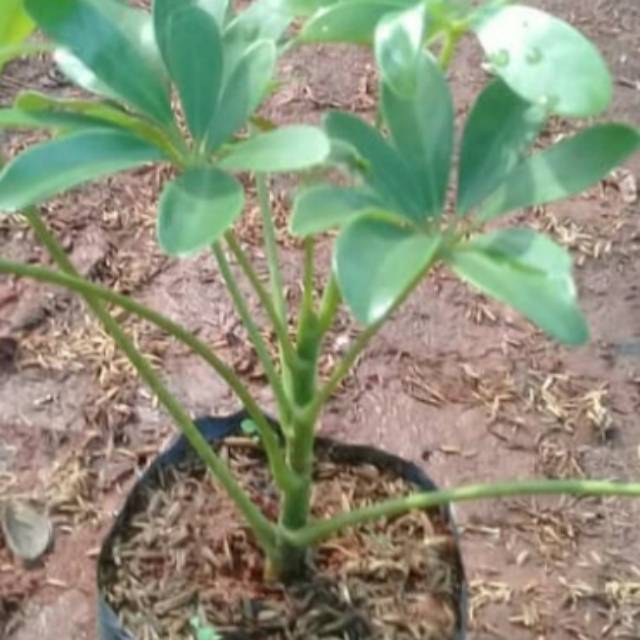 Jual Tanaman Hias Walisongo Hijau - Pohon Walisongo Hijau | Shopee ...