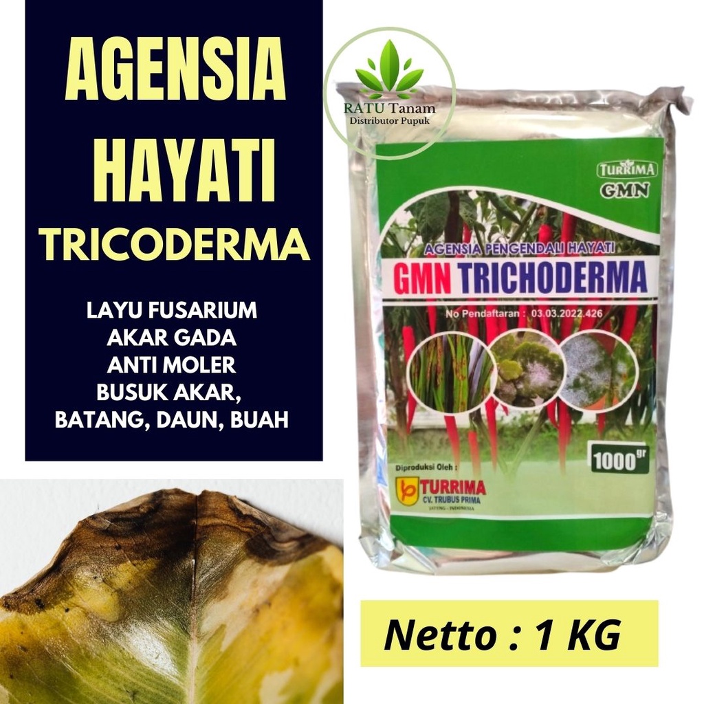 Jual Serbuk Pupuk Hayati Tricoderma, Fungisida Trichoderma Pengendali ... Jual Serbuk Pupuk Hayati Tricoderma, Fungisida Trichoderma Pengendali ...