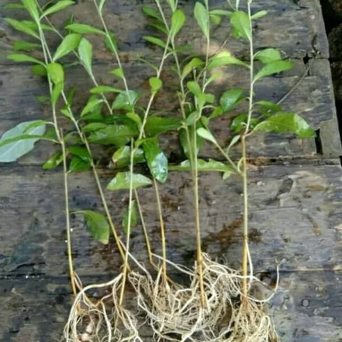 Jual NEW pohon lee kwan yew / li kuan yu / likuanyu perbatang | Shopee ...