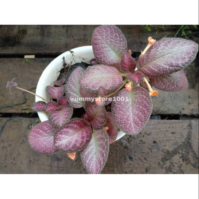 Jual Bludru Merah | Shopee Indonesia