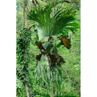 Jual Tanaman hias Simbar PAPUA JUMBO | platycerium wandae PAPUA JUMBO ...