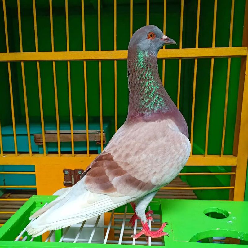 Jual Burung Dara Merpati Jantan Size Indukan Siap Jodoh Free Jagung ...
