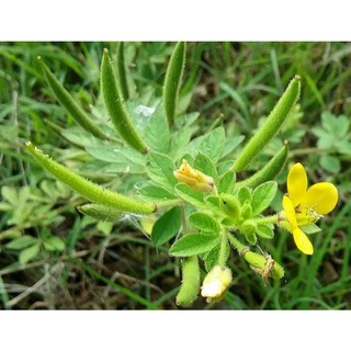 Jual Daun Maman Lanang Segar 1 Kg / Maman Ungu / Maman Lelaki / Daun ...