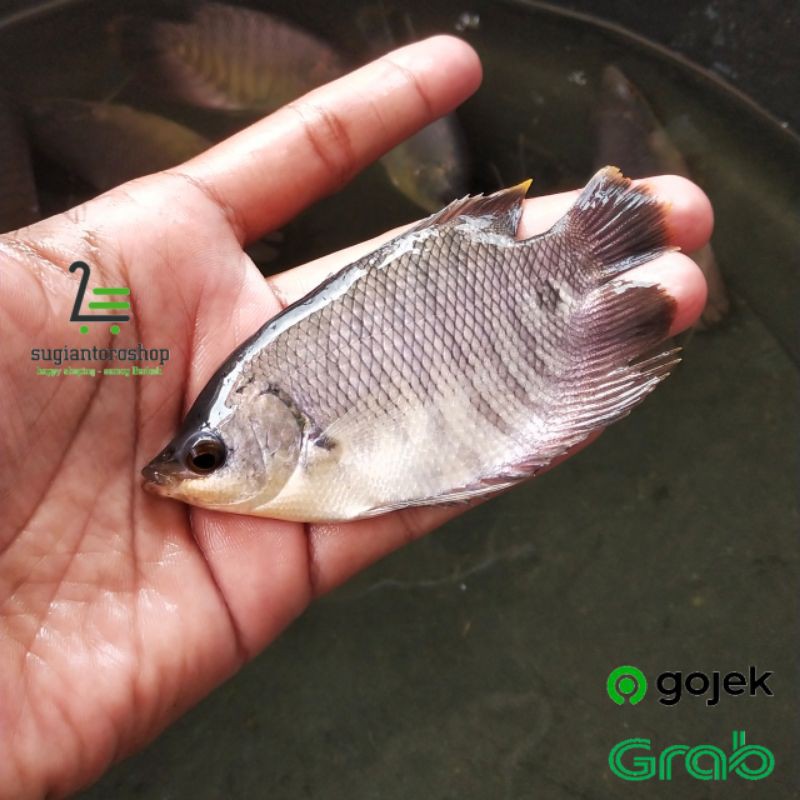 Jual bibit ikan gurame soang ukuran super nyuper full | Shopee Indonesia