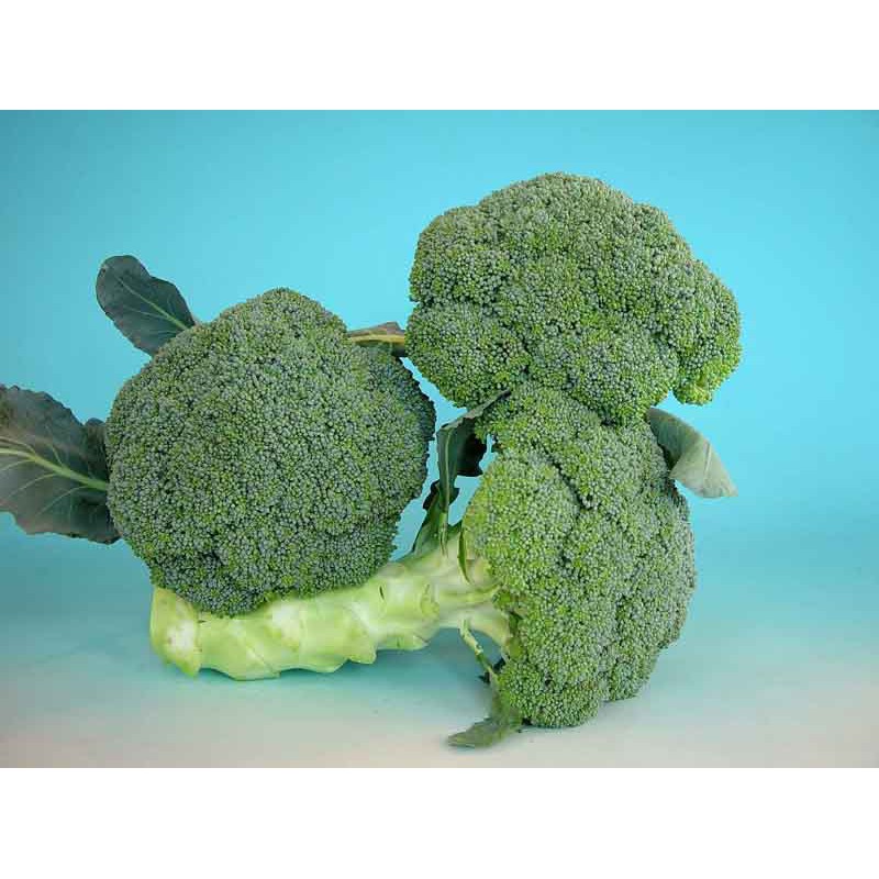 Jual 180 Biji Benih Brokoli F1 Green Super Broccoli / Biji / Seed Known ...