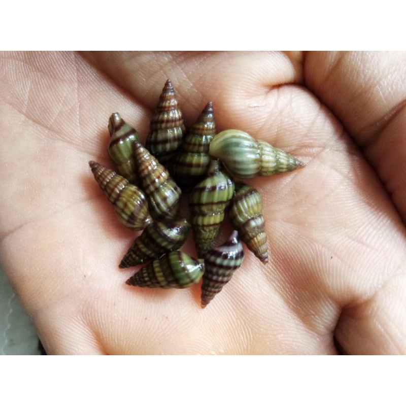 Jual Keong Assasin pembasmi keong hama | Shopee Indonesia