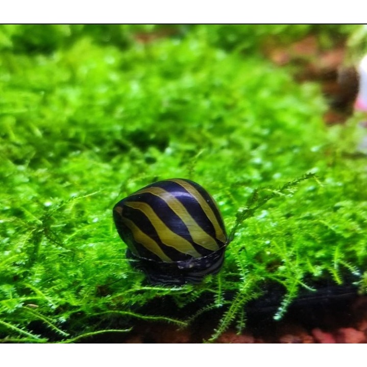 Jual Keong Turbo Zebra / Keong Hias Aquascape / Keong Untuk Pembersih ...