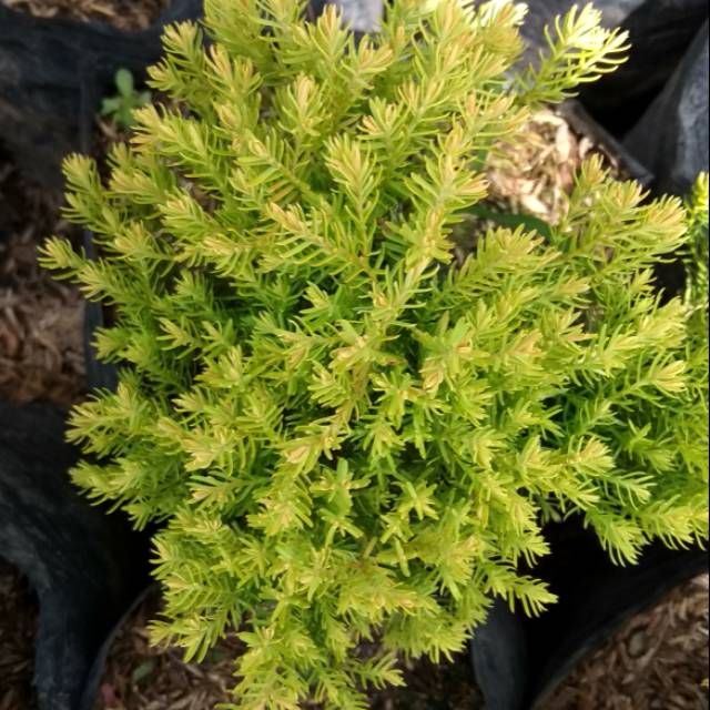 Jual Cemara Ren Gold - tanaman hias cemara mini | Shopee Indonesia