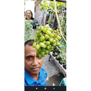 Jual bibit anggur Harold ownroot garansi(cod) | Shopee Indonesia