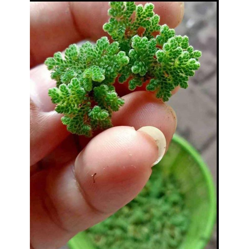 Jual bibit azolla 500gr azola micropylla 500gr | Shopee Indonesia