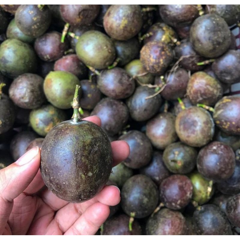 Jual Buah Markisa Medan Markisa Hitam Sirup Markisa | Shopee Indonesia