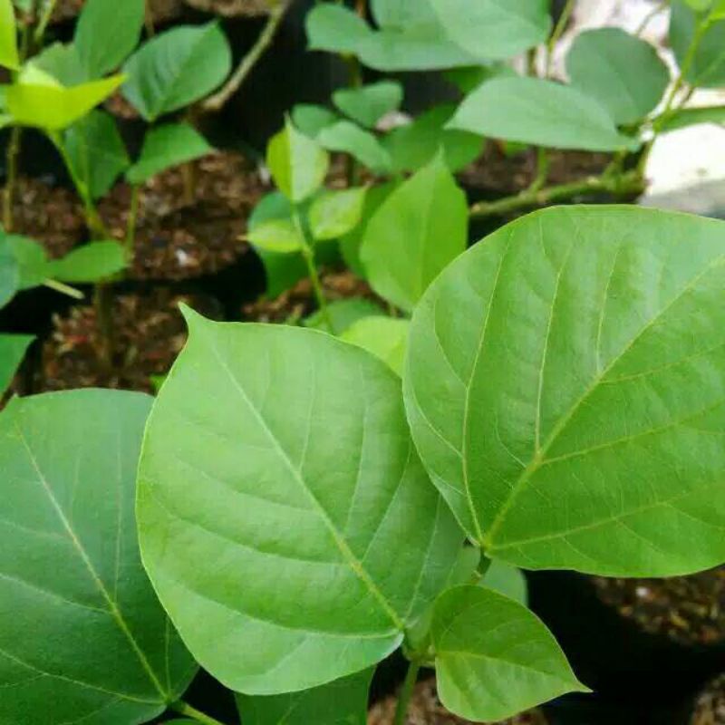 Jual Bibit Pohon Dadap Per Batang/Dadap Serap | Shopee Indonesia