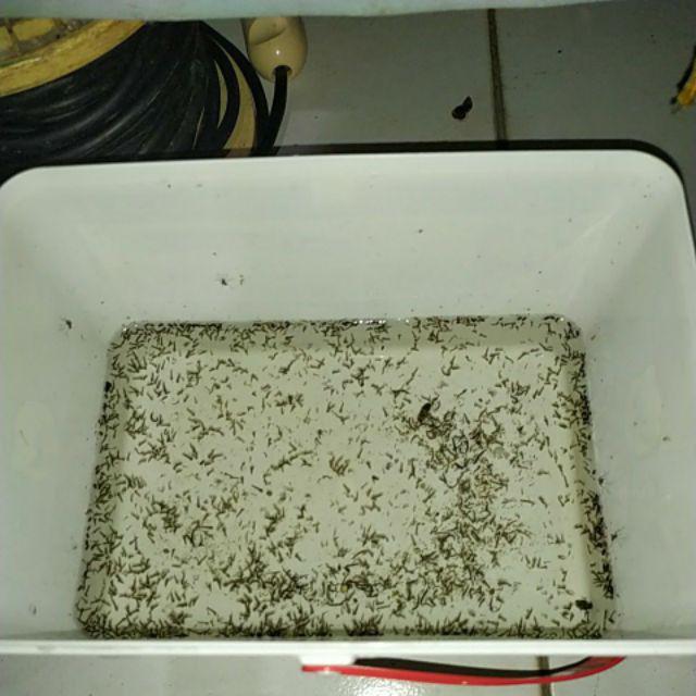 Makanan ikan cupang encu/ jentik nyamuk | Shopee Indonesia
