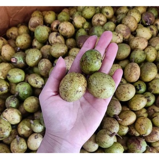 Jual Buah Matoa Buah 3 Rasa ( Durian, Rambutan, Kelengkeng ) - HANYA ...