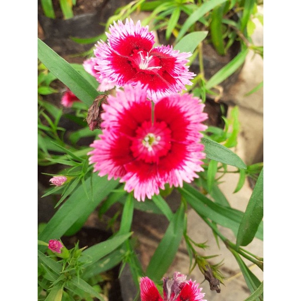 Jual BUNGA ANYELIR | Shopee Indonesia