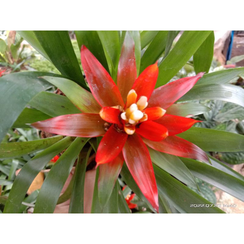 Jual ( BISA COD ) Tanaman Hias Bromelia Guzmania Bunga Merah / Bunga ...