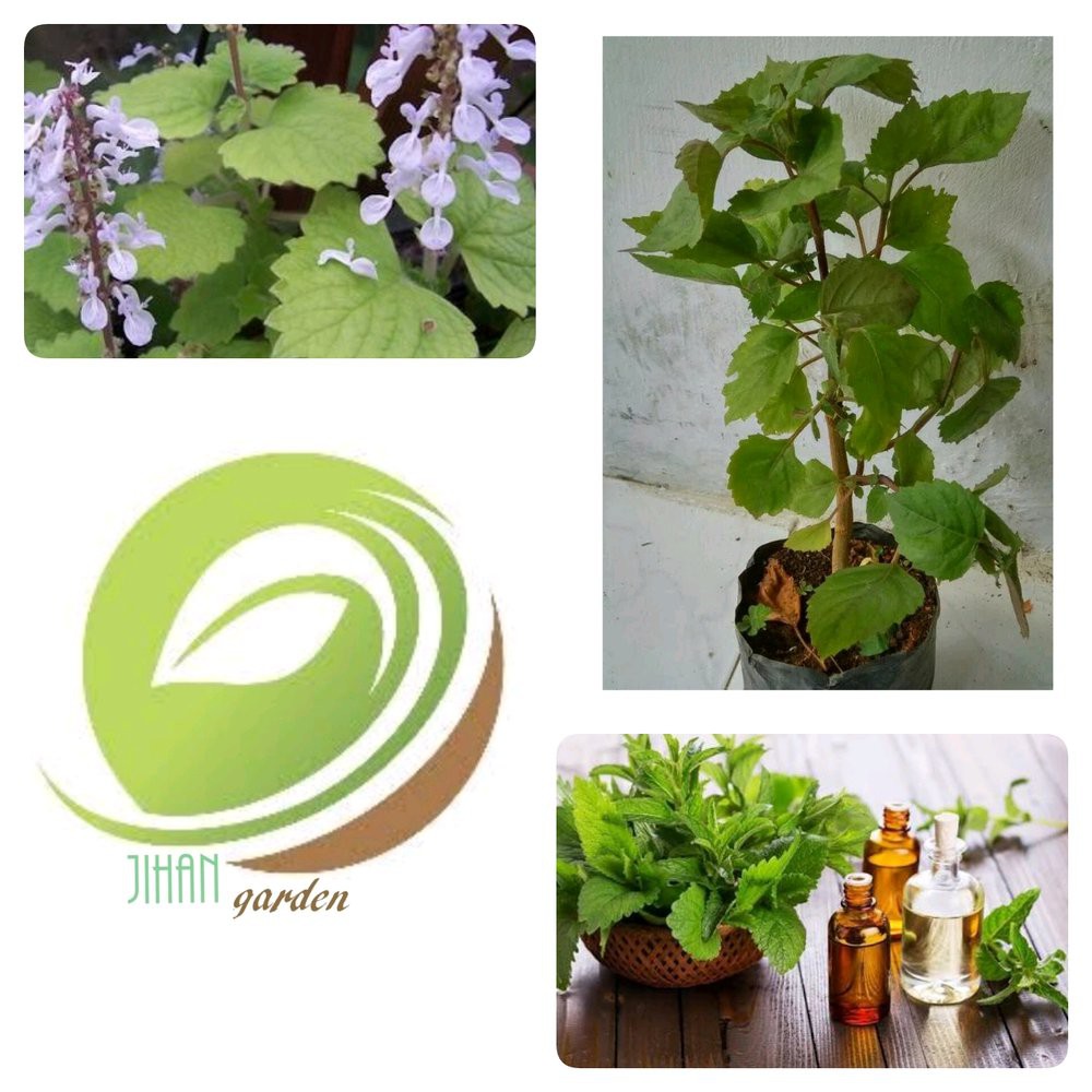 12+ Gambar Tanaman Nilam Paling Dicari - Informasi Seputar Tanaman Hias