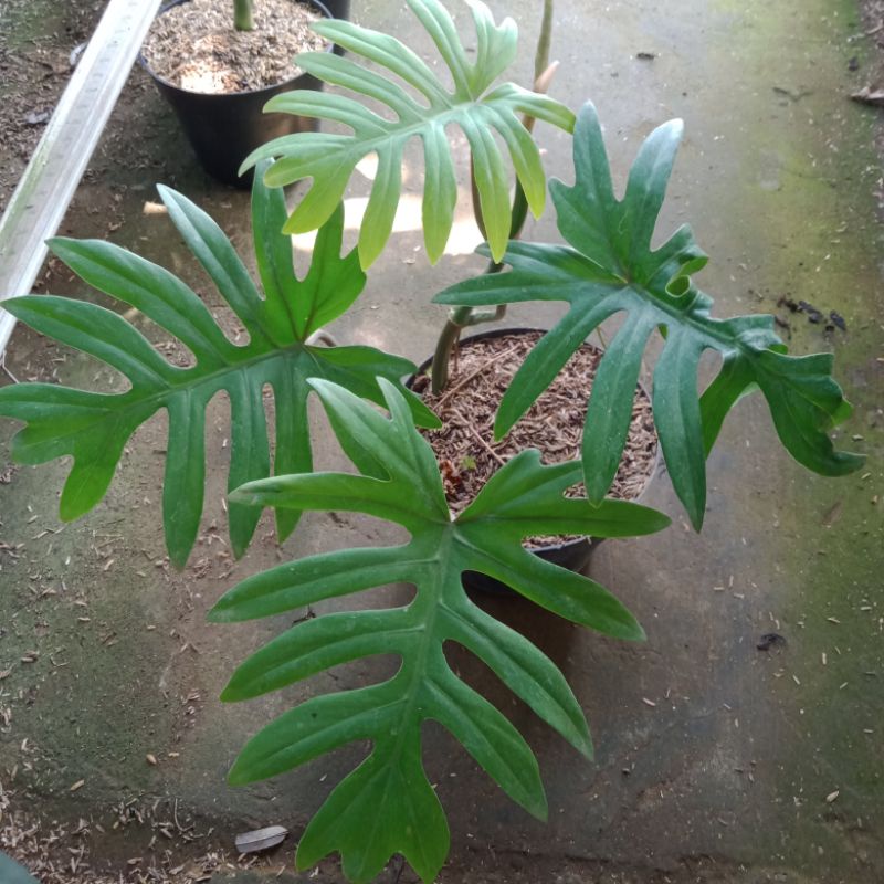 Jual tanaman Philo mayoi | Shopee Indonesia