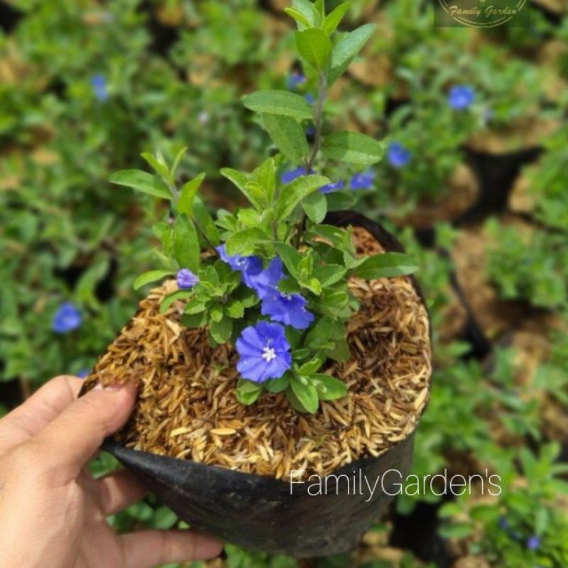 Jual Tanaman Hias Bunga Blue Eyes / Baby Blue | Shopee Indonesia