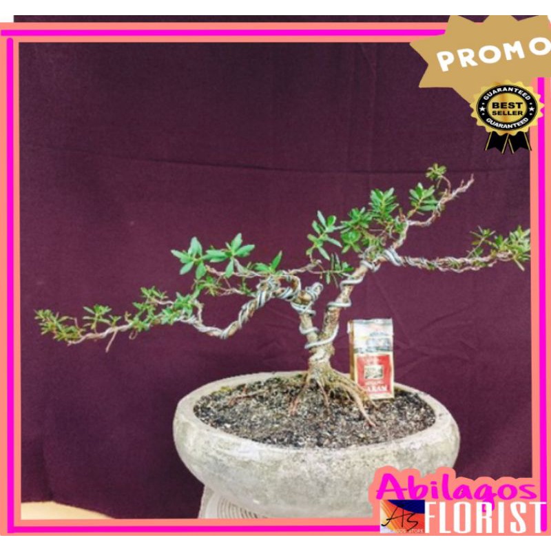 Jual BONSAI SENTIGI SESUAI FOTO | Shopee Indonesia
