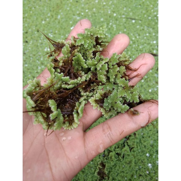 Jual BIBIT AZOLA 1KG BENIH AZOLLA | Shopee Indonesia