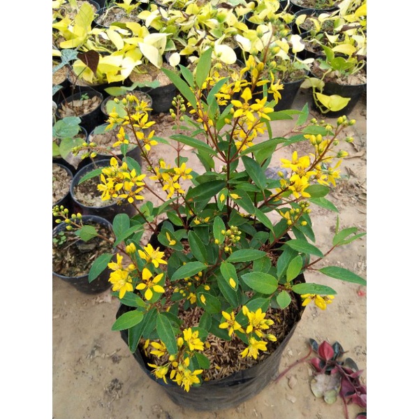 Jual Tanaman ki hujan mas / galphimia glauca (goldshower) | Shopee ...