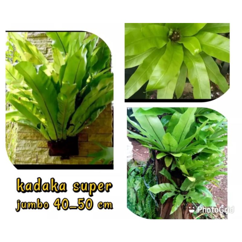 Jual TANAMAN KADAKA | TANAMAN HIAS KADAKA HIASAN RUMAH | Shopee Indonesia