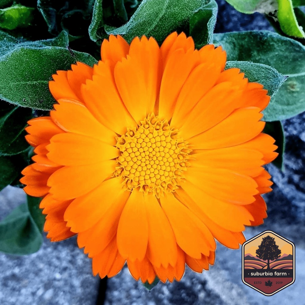 Jual 6 Biji Benih Bunga Calendula Officialis | Shopee Indonesia