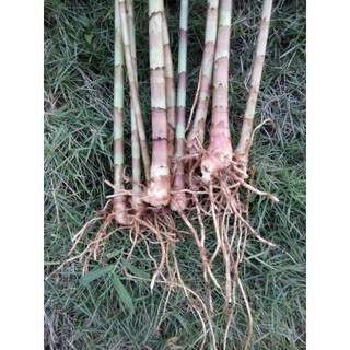 Jual Batang dan akar pacing /Rimpang, tepung tawar,pancang pancing ...