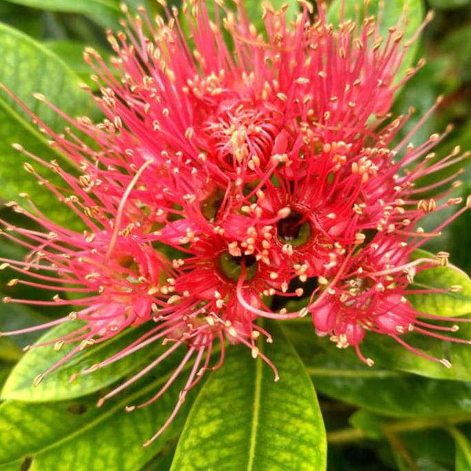 Paling Keren 16+ Gambar Bunga Xanthostemon - Gambar Bunga Indah