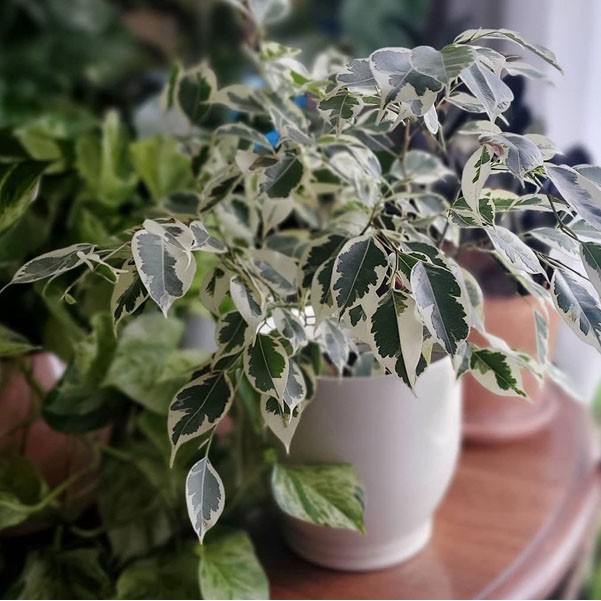 Jual TANAMAN HIAS TAHAN AC DALAM RUMAH ficus benjamina variegata ...