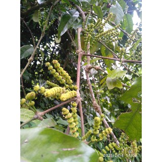 Jual KEMBANG MELINJO SUCENG UCENG KROTO MELINJO BUNGA MELINJO SEGAR ...