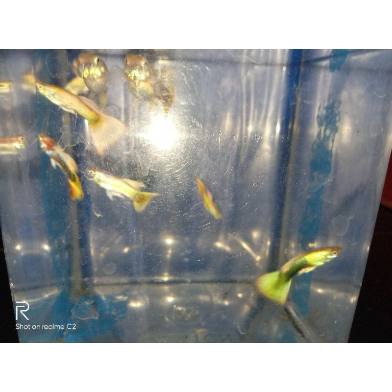 Jual GUPPY FULL GOLD,GOLDEN RED, GOLDEN PLATINUM # 5 pair + 1 pair ( Random ) | Shopee Indonesia