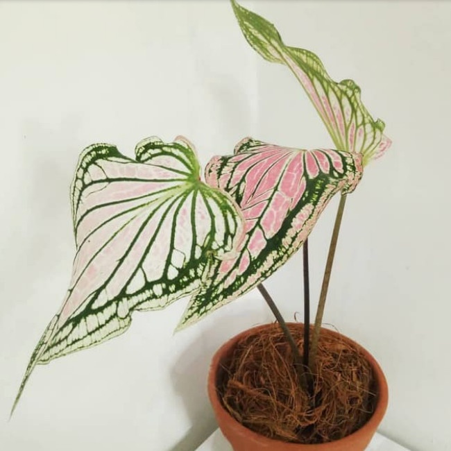 Jual Tanaman Hias keladi wayang - pohon keladi red wayang . | Shopee ... Jual Tanaman Hias keladi wayang - pohon keladi red wayang . | Shopee ...