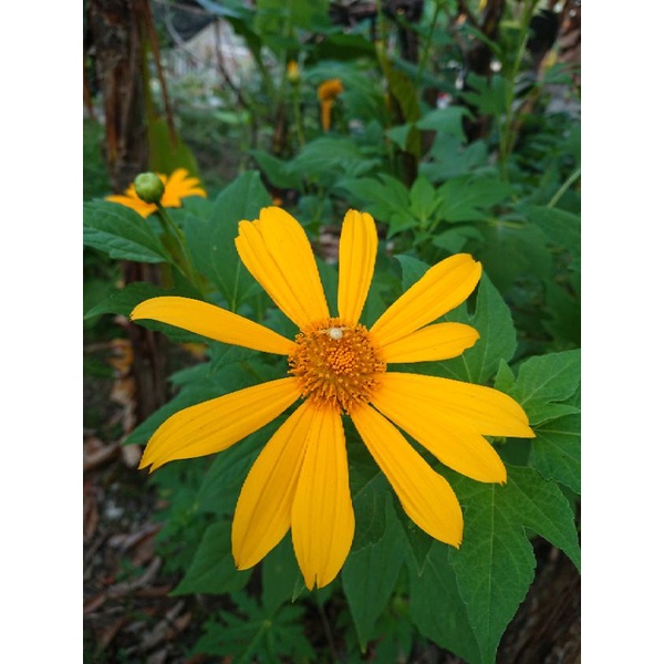 Jual Tanaman bunga bulan daun insulin / kipahit (tithonia diversifolia ...