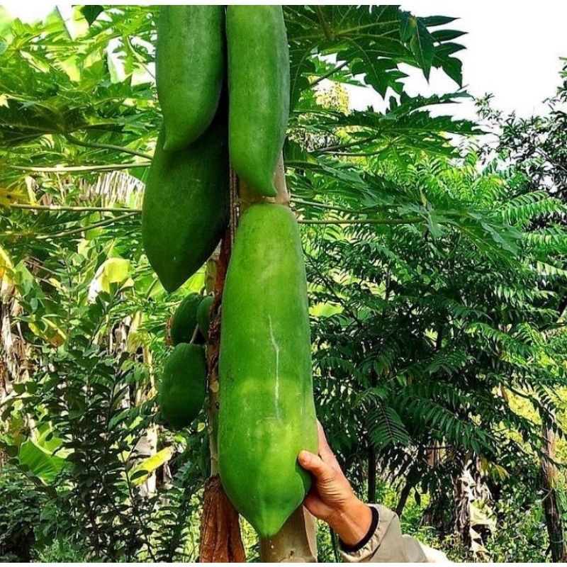 Jual 10 Biji Benih Pepaya Jumbo Thailand Hibrida F1 unggul | Shopee ...
