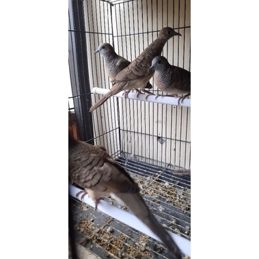 Jual Burung Perkutut Lokal | Shopee Indonesia