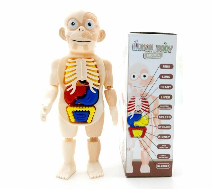 Jual Mainan anak edukasi - Human body model - anatomi tubuh manusia | Shopee Indonesia