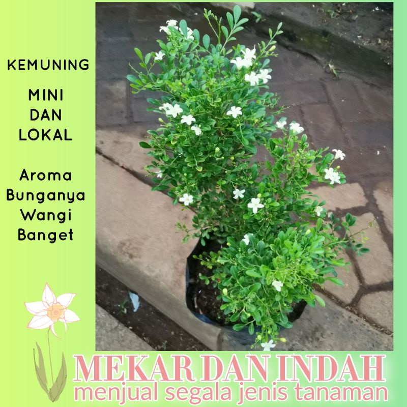 Jual Tanaman Kemuning mini, kemuning lokal | Shopee Indonesia