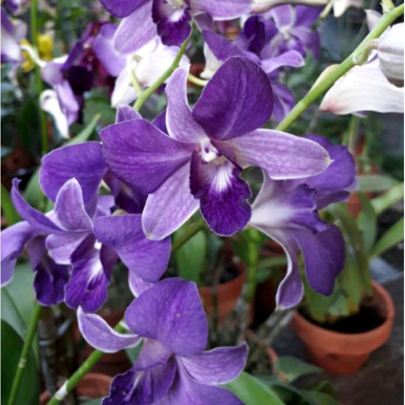 Jual tanaman hias bunga anggrek tanah bunga ungu tua. | Shopee Indonesia