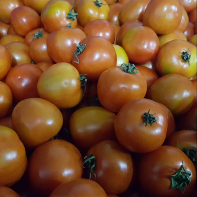 Jual Tomat apel merah segar fresh tomato buah lokal sayur segar 1 kg ...